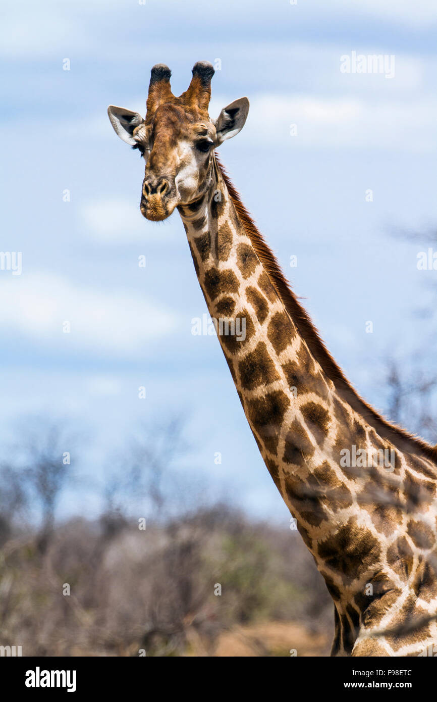 Giraffe Specie Giraffa camelopardalis family of Giraffidae Stock Photo ...