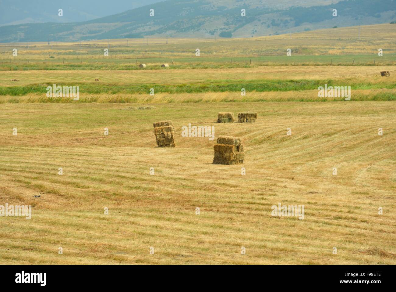 landscape with a traditional hay field full of wild flowers and grasses ...