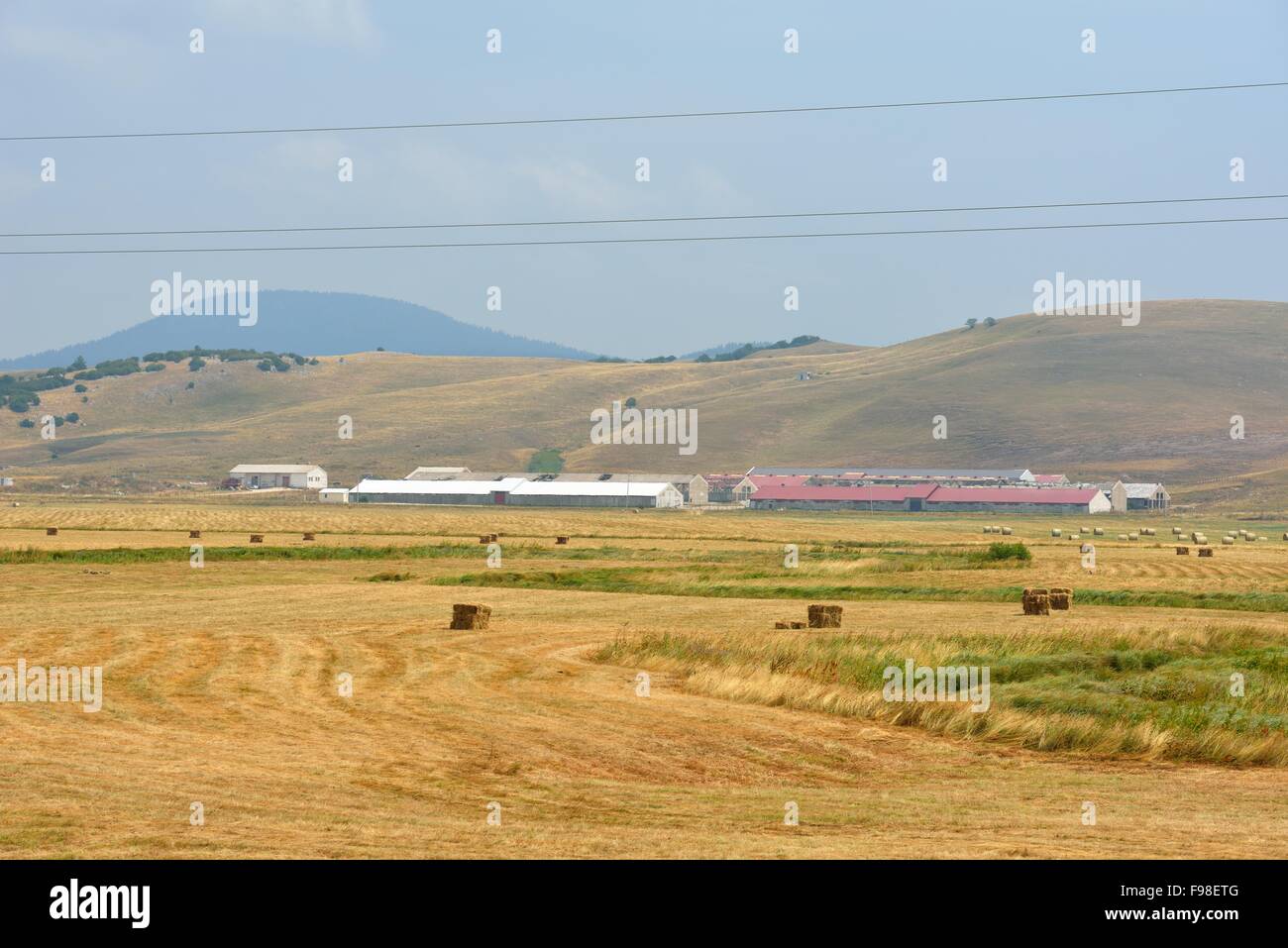 landscape with a traditional hay field full of wild flowers and grasses ...