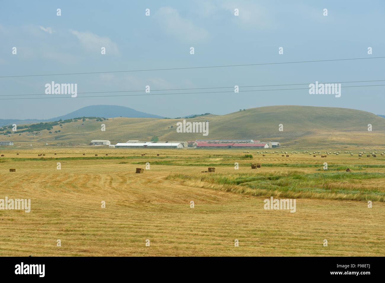 landscape with a traditional hay field full of wild flowers and grasses ...