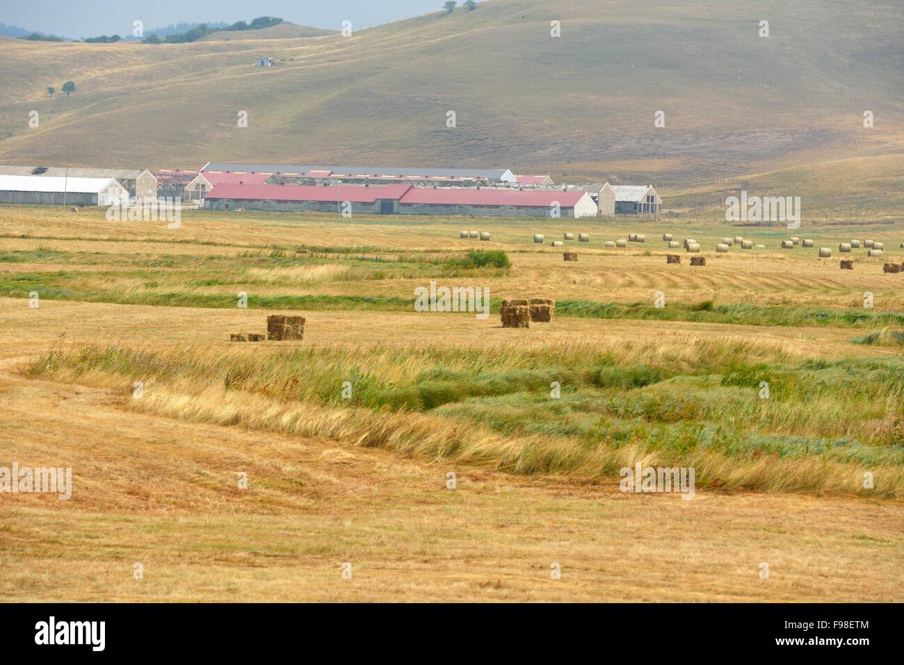 landscape with a traditional hay field full of wild flowers and grasses ...