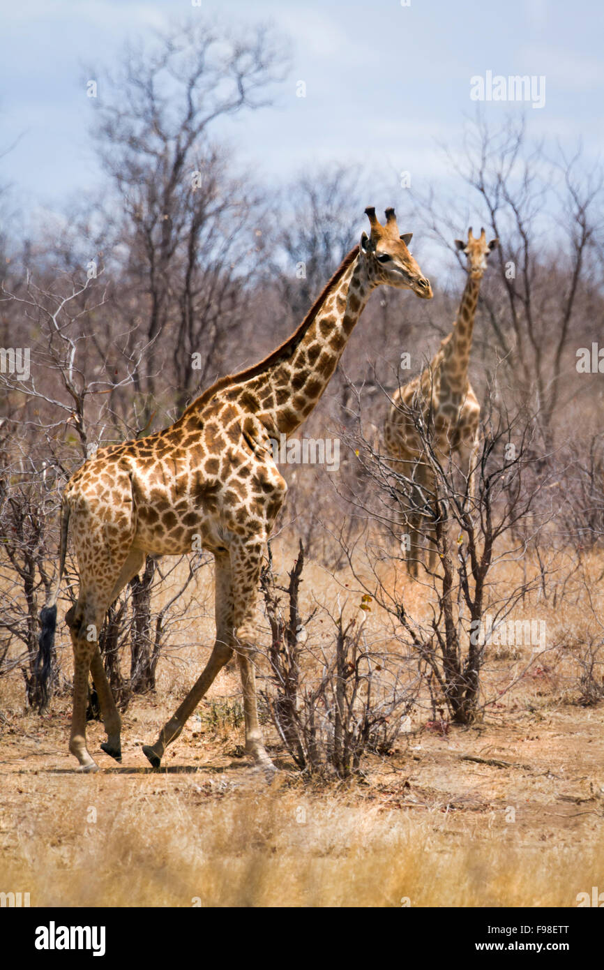 Giraffidae family hi-res stock photography and images - Alamy