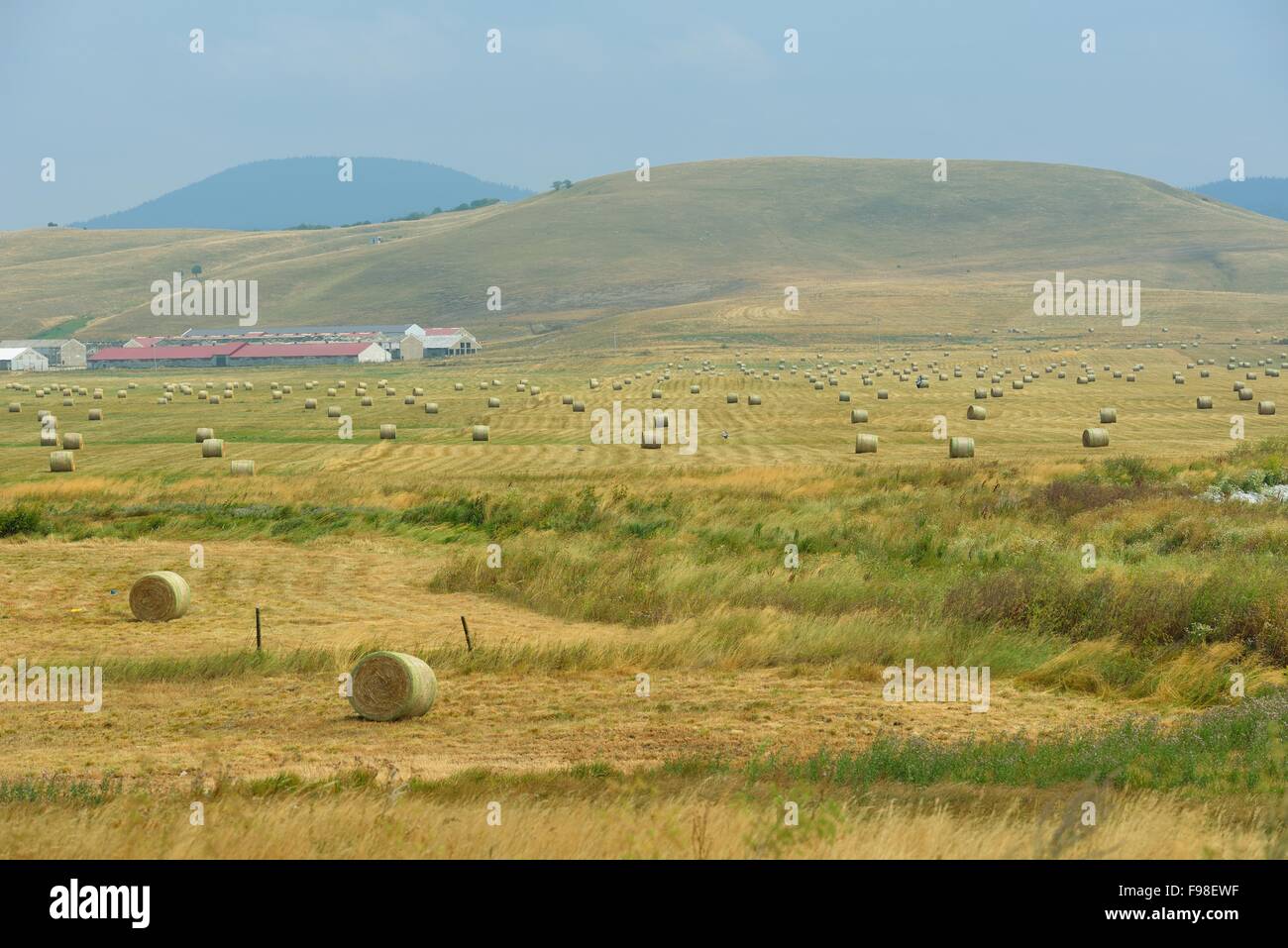 landscape with a traditional hay field full of wild flowers and grasses ...