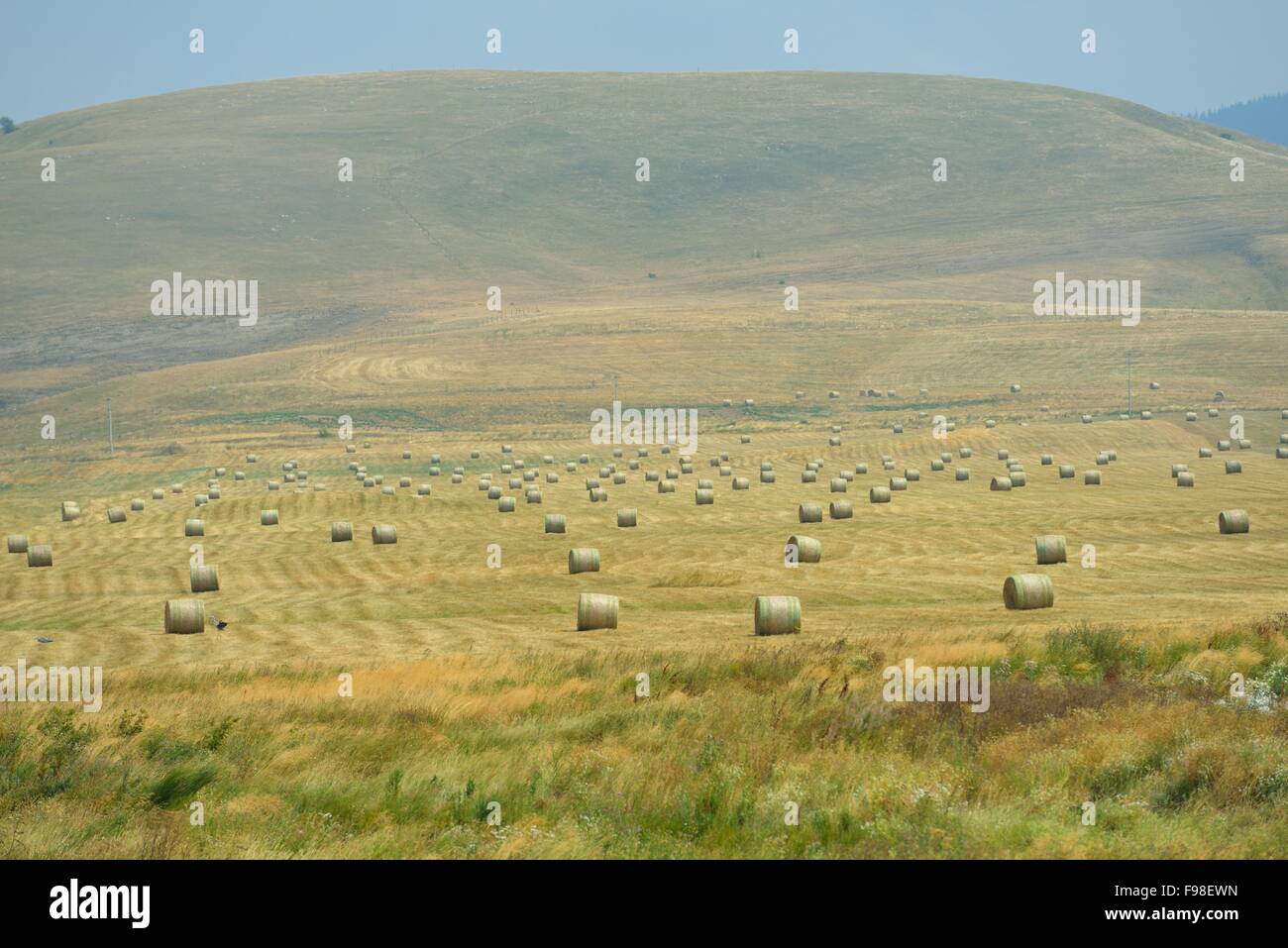 landscape with a traditional hay field full of wild flowers and grasses ...
