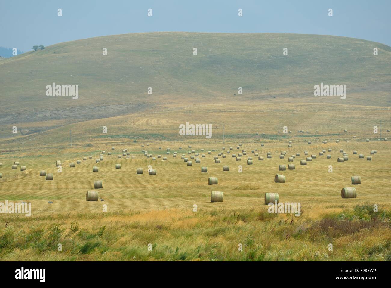 landscape with a traditional hay field full of wild flowers and grasses ...