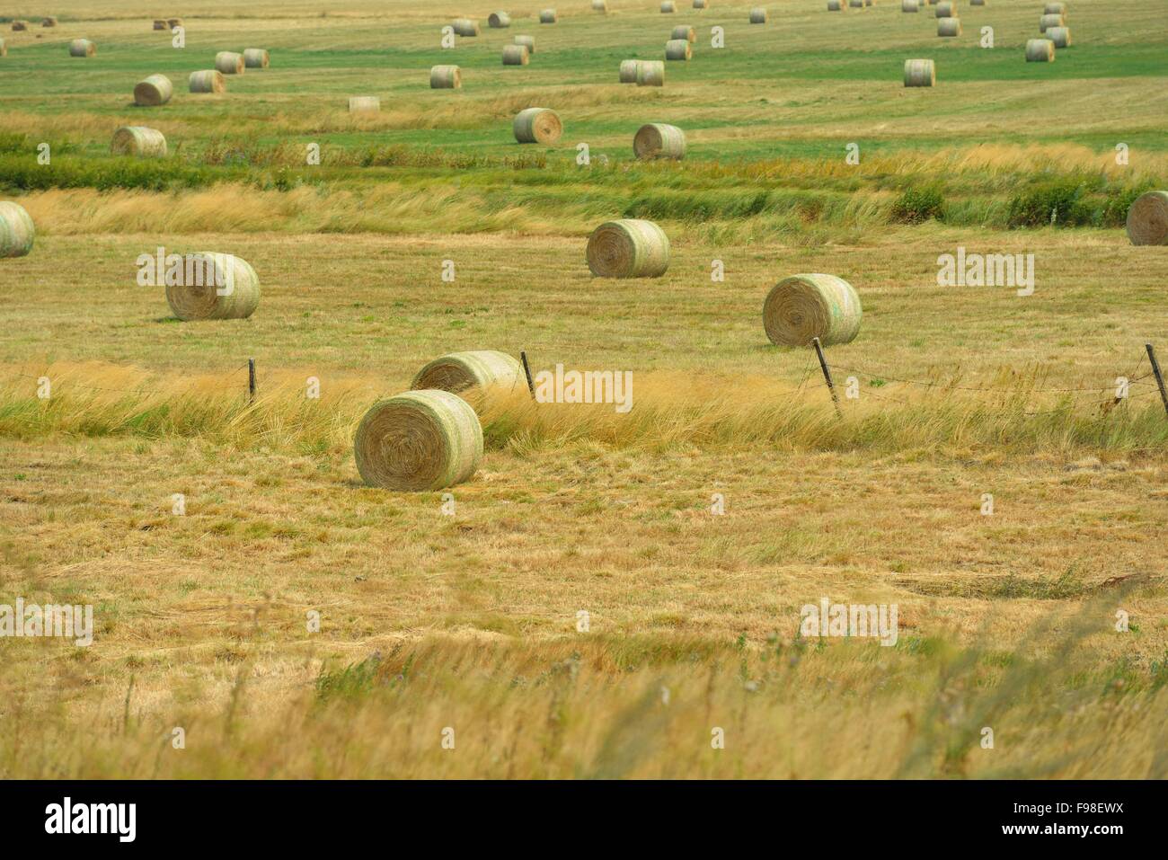 landscape with a traditional hay field full of wild flowers and grasses ...