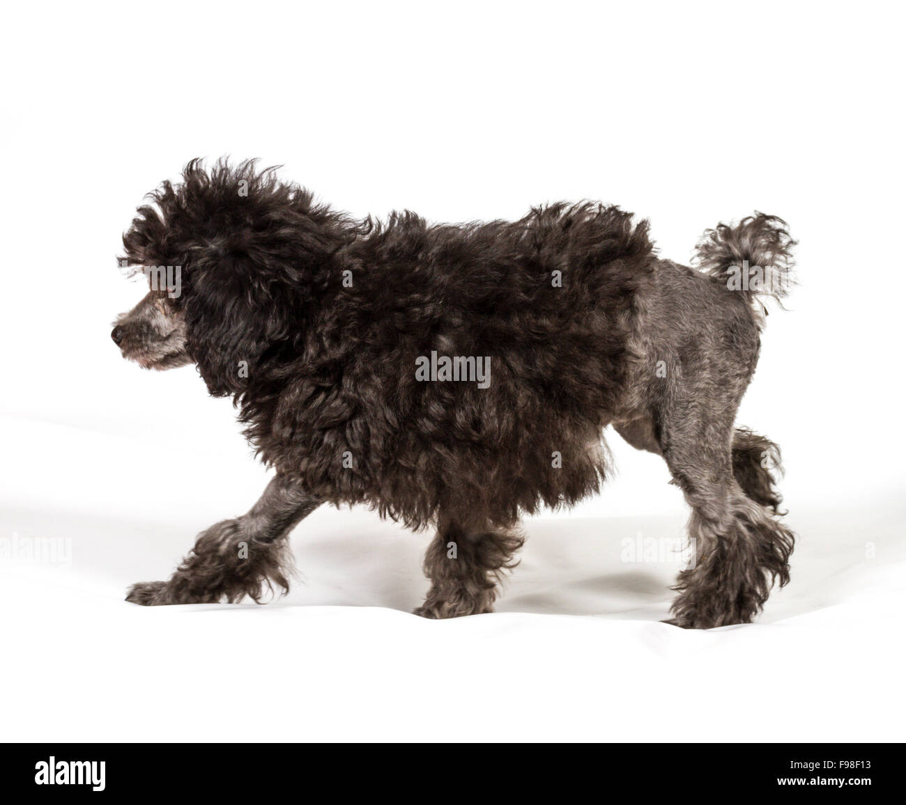 Poodle in front of white background Stock Photo - Alamy