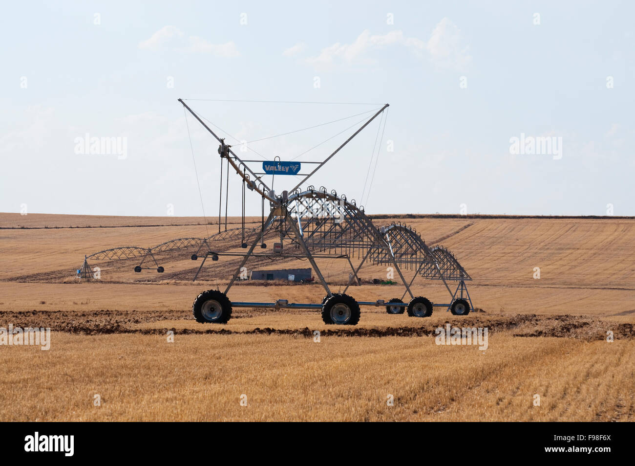 straws of hay, grain crop field Stock Photo - Alamy