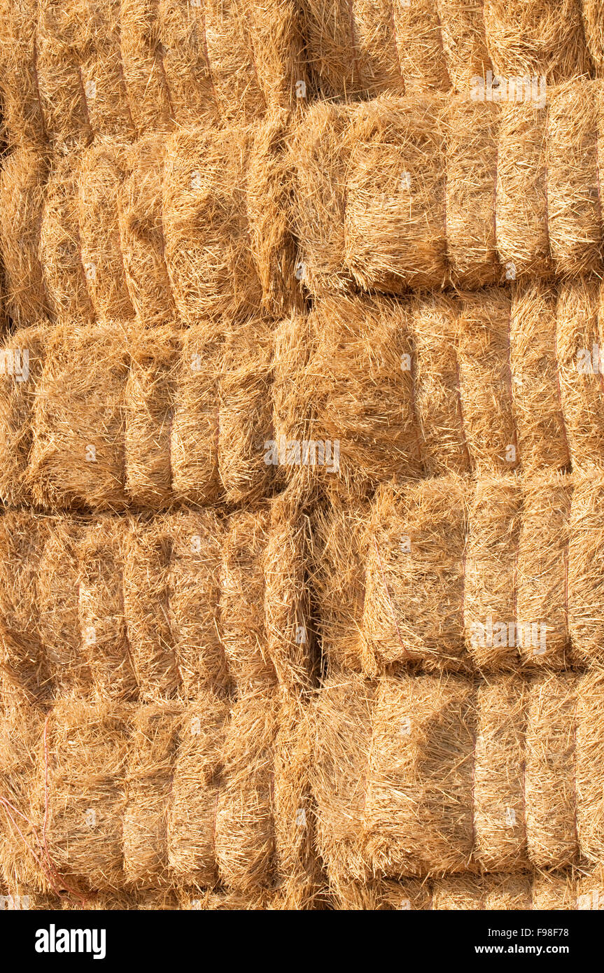 straws of hay, grain crop field Stock Photo - Alamy