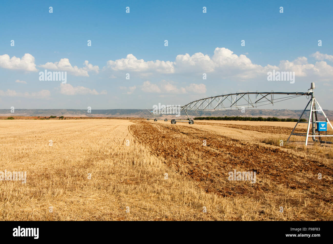 straws of hay, grain crop field Stock Photo - Alamy