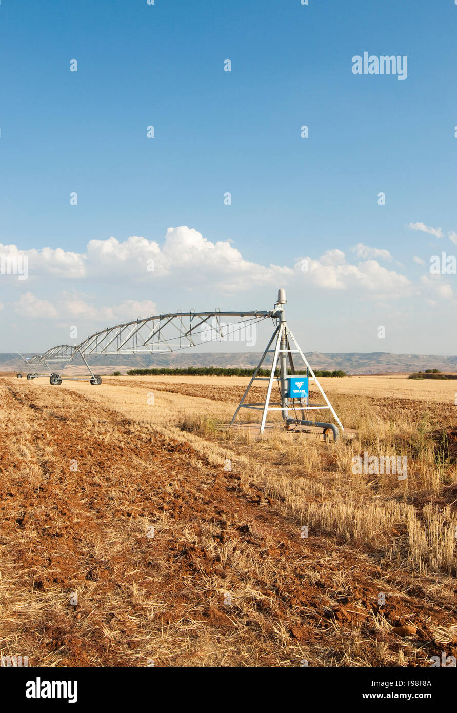 straws of hay, grain crop field Stock Photo - Alamy