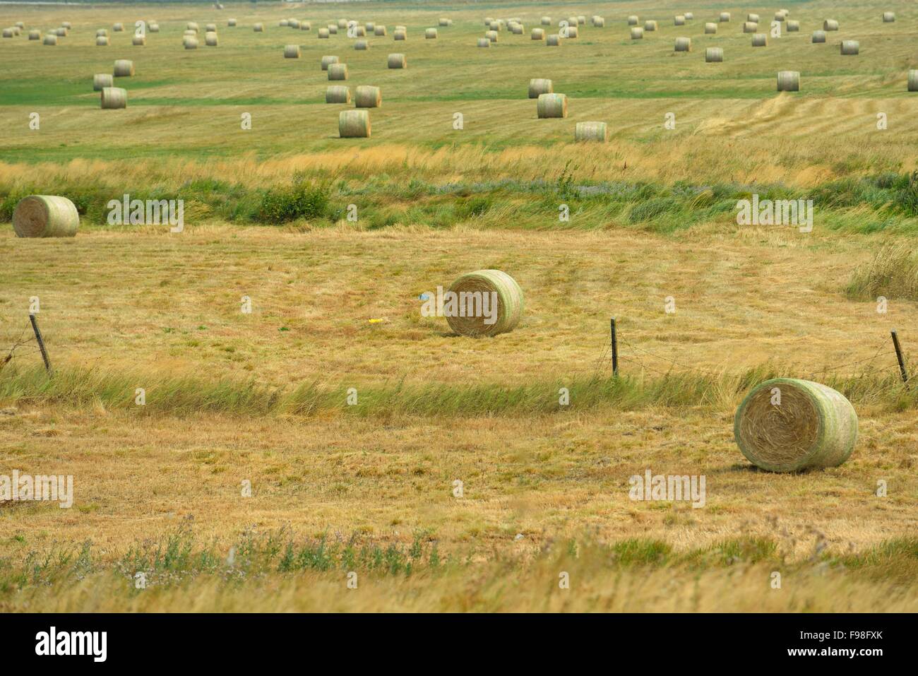 landscape with a traditional hay field full of wild flowers and grasses ...