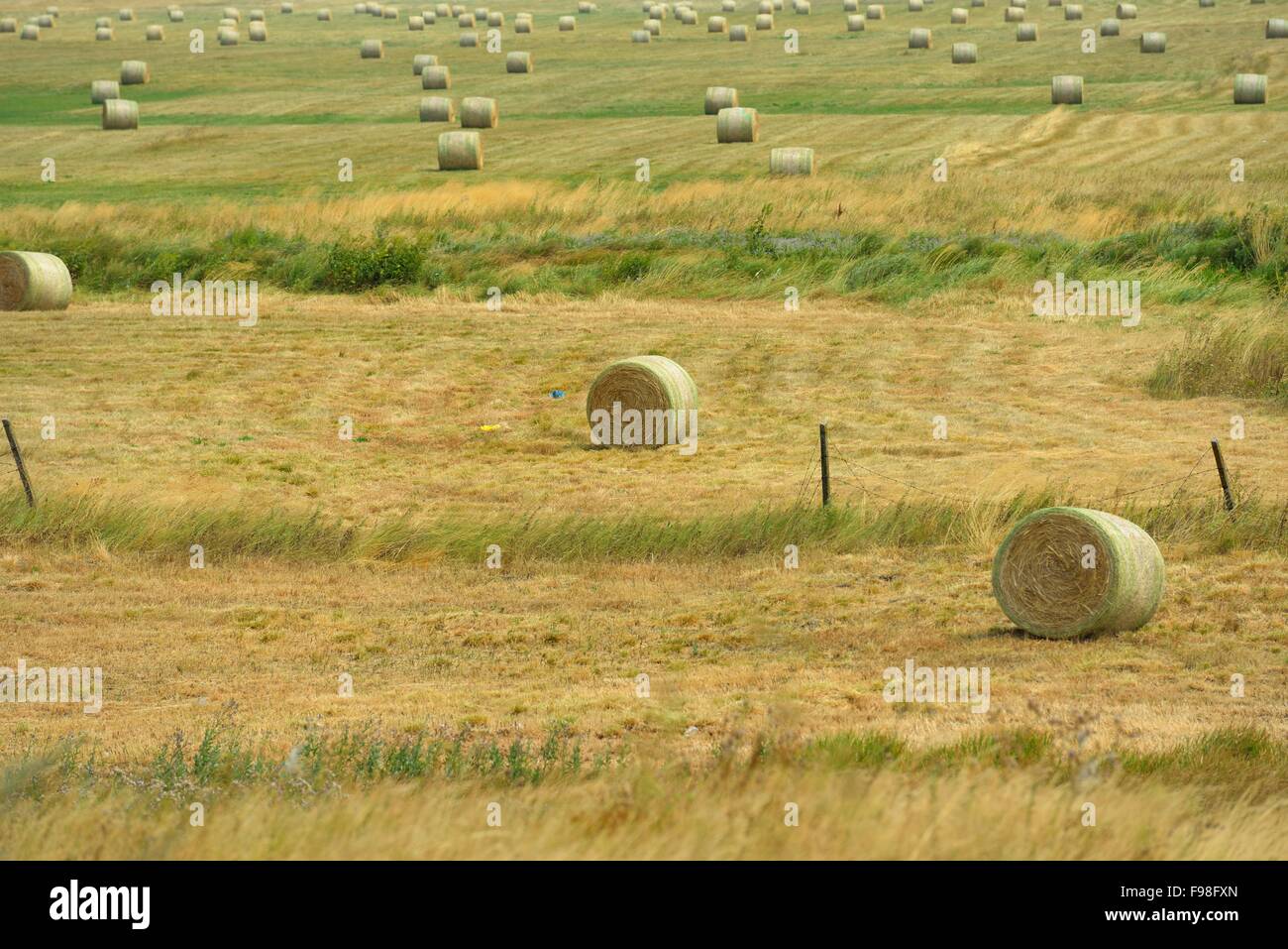 landscape with a traditional hay field full of wild flowers and grasses ...
