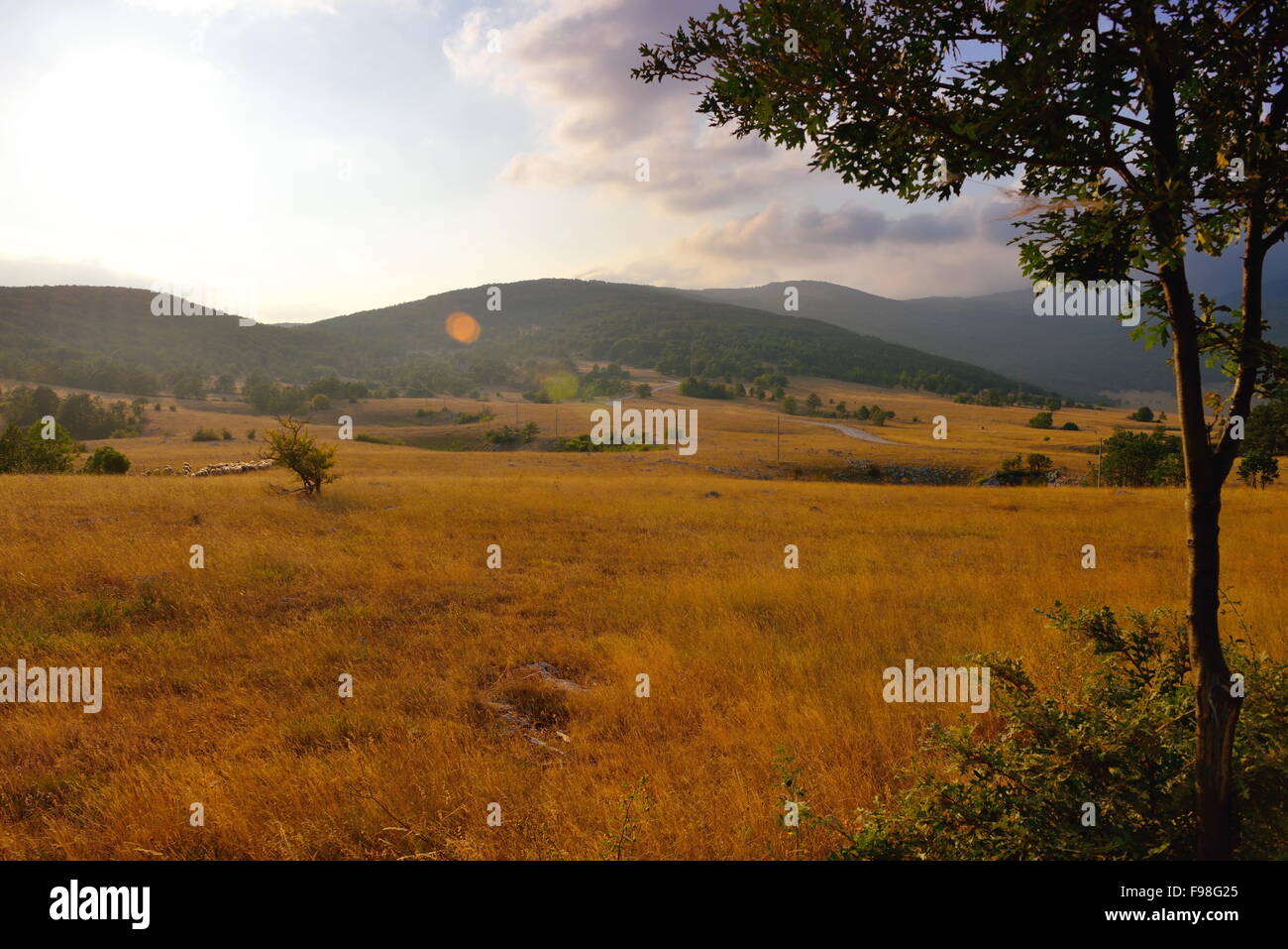landscape with a traditional hay field full of wild flowers and grasses ...
