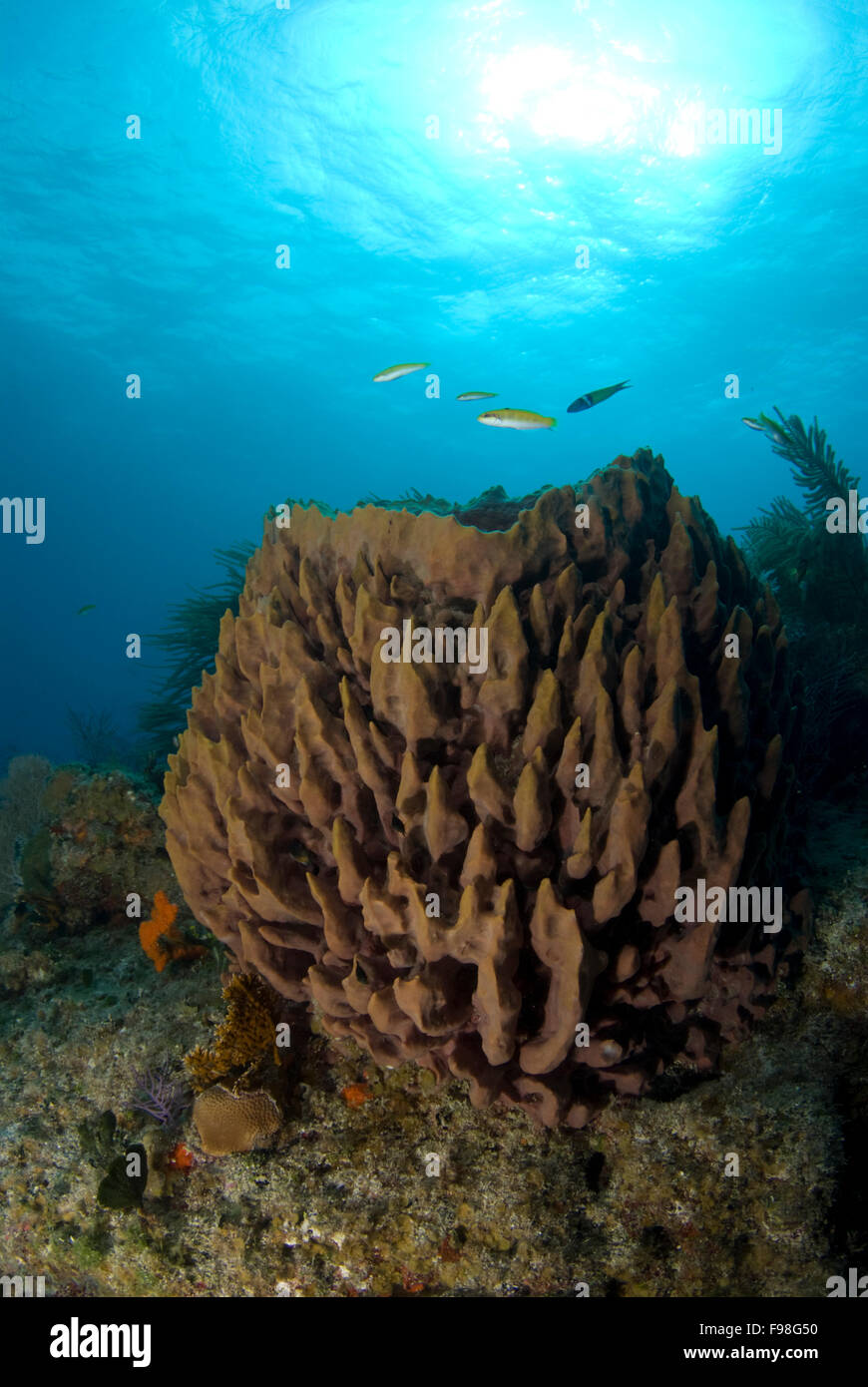 Brown Sponge Portrait Stock Photo - Alamy