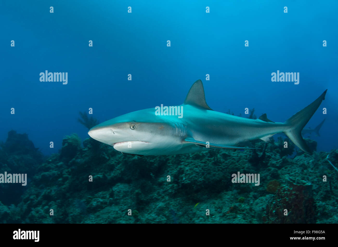 Reef Shark Profile Stock Photo - Alamy