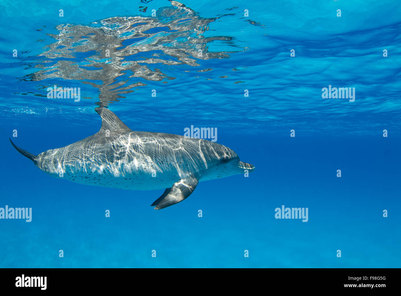 Rippled Solo Dolphin Stock Photo - Alamy