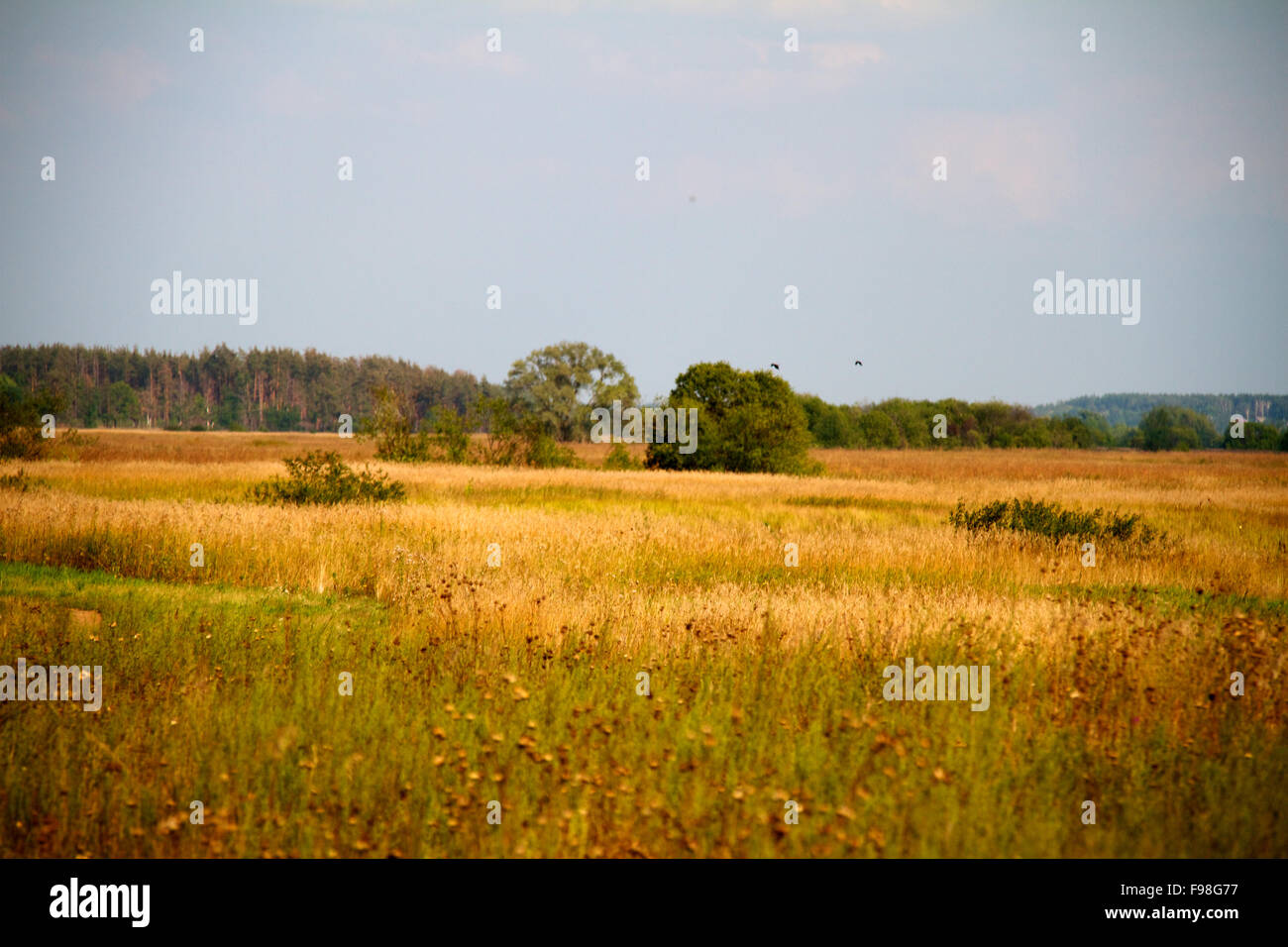 grass valley in forest during summer Stock Photo - Alamy