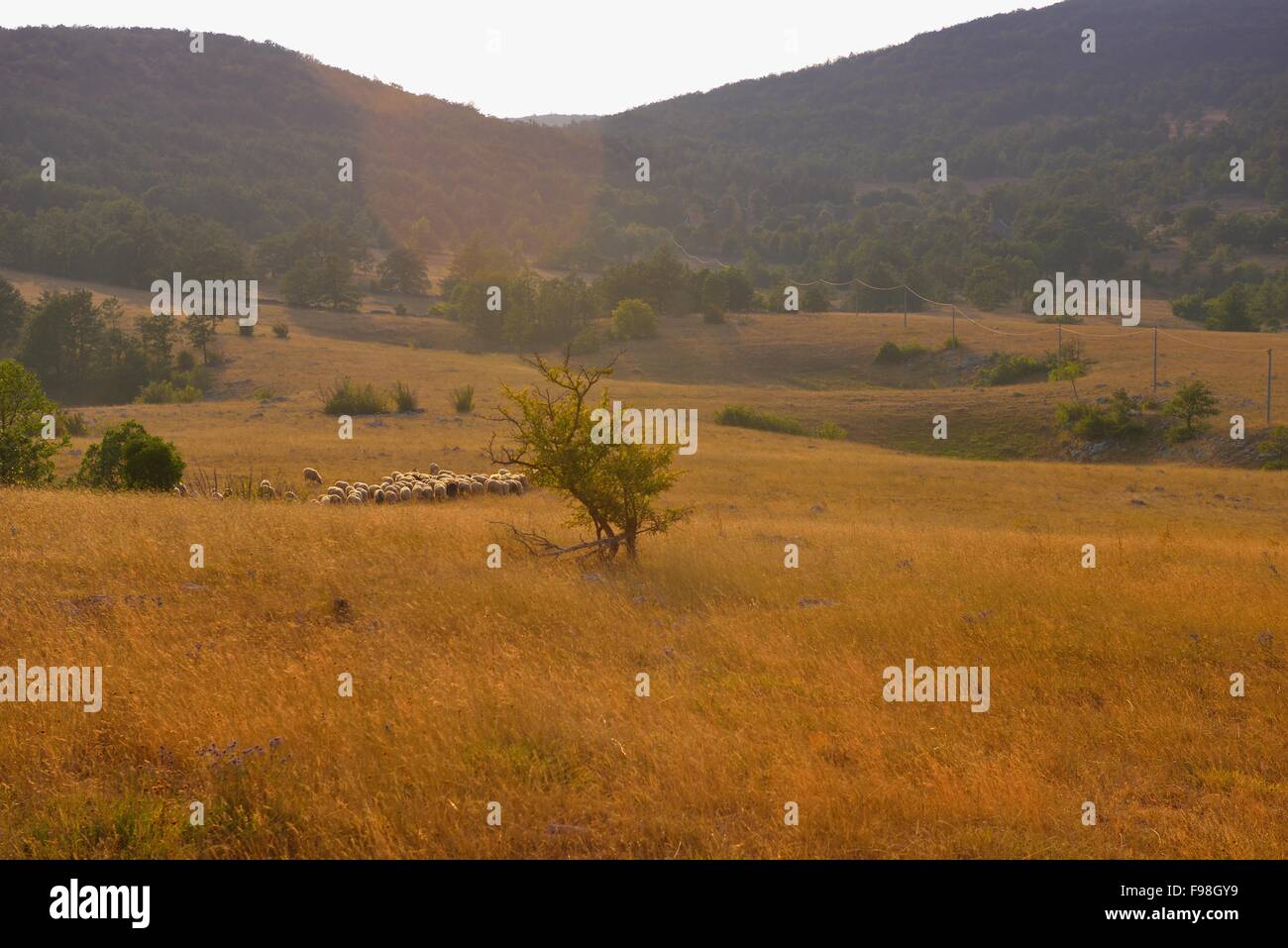 landscape with a traditional hay field full of wild flowers and grasses ...