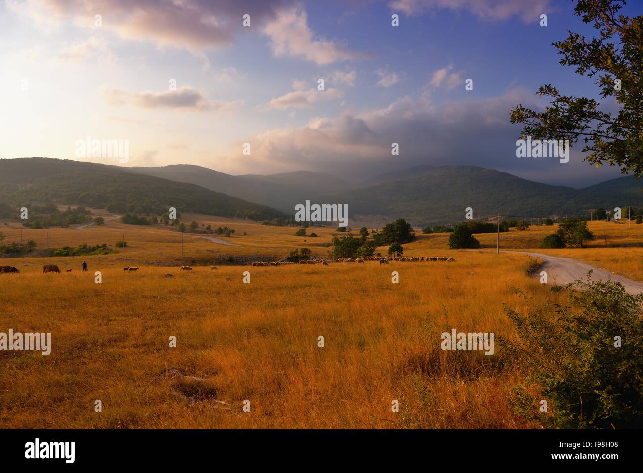 landscape with a traditional hay field full of wild flowers and grasses ...