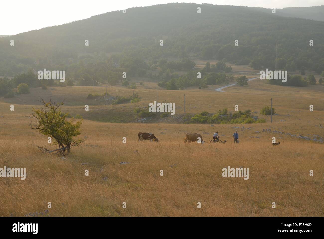 landscape with a traditional hay field full of wild flowers and grasses ...