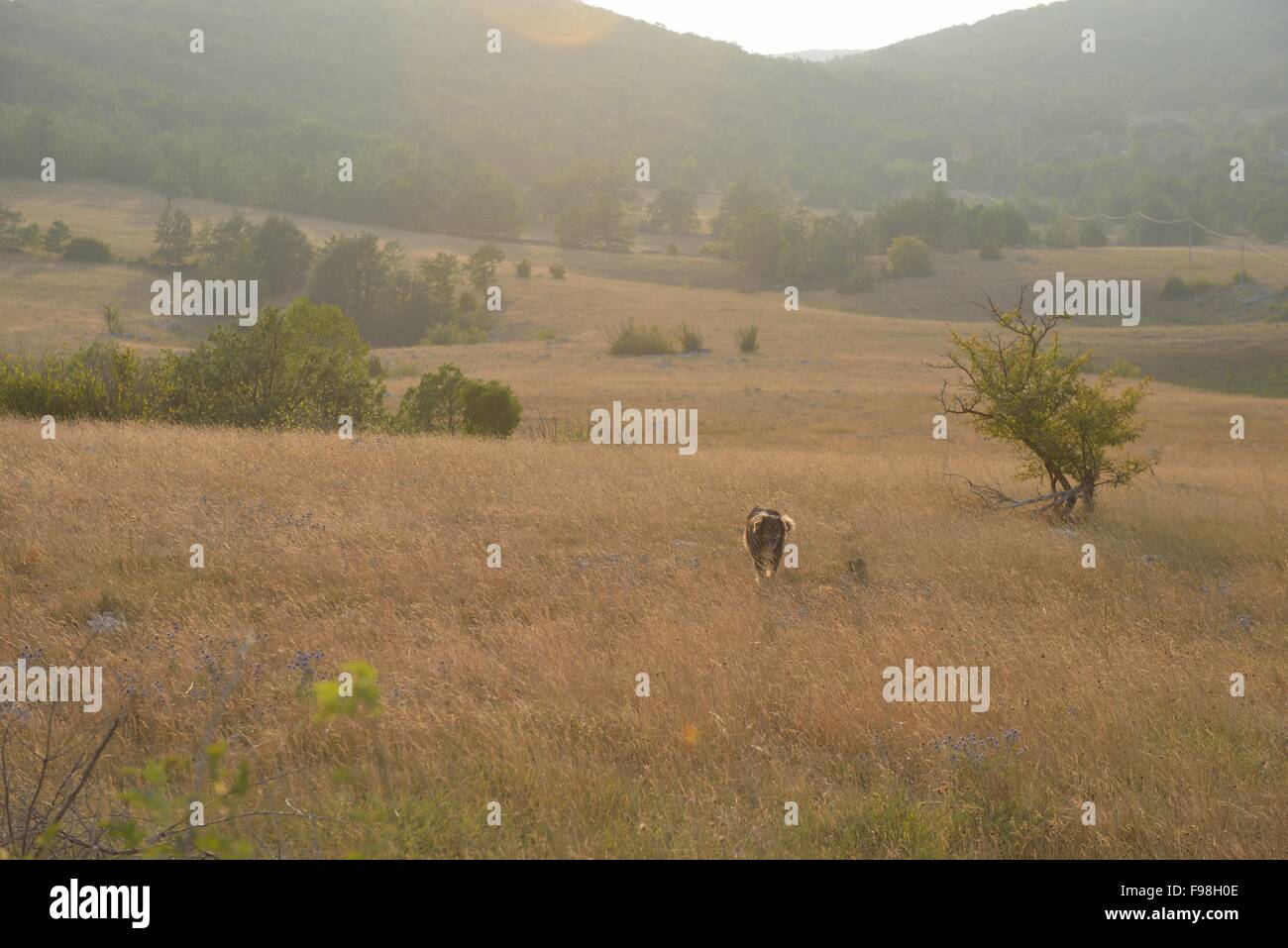 landscape with a traditional hay field full of wild flowers and grasses ...