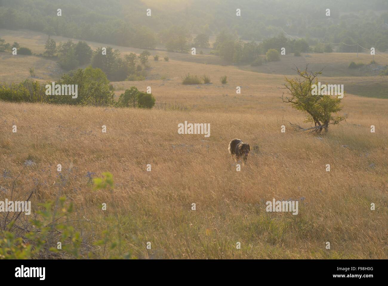 landscape with a traditional hay field full of wild flowers and grasses ...