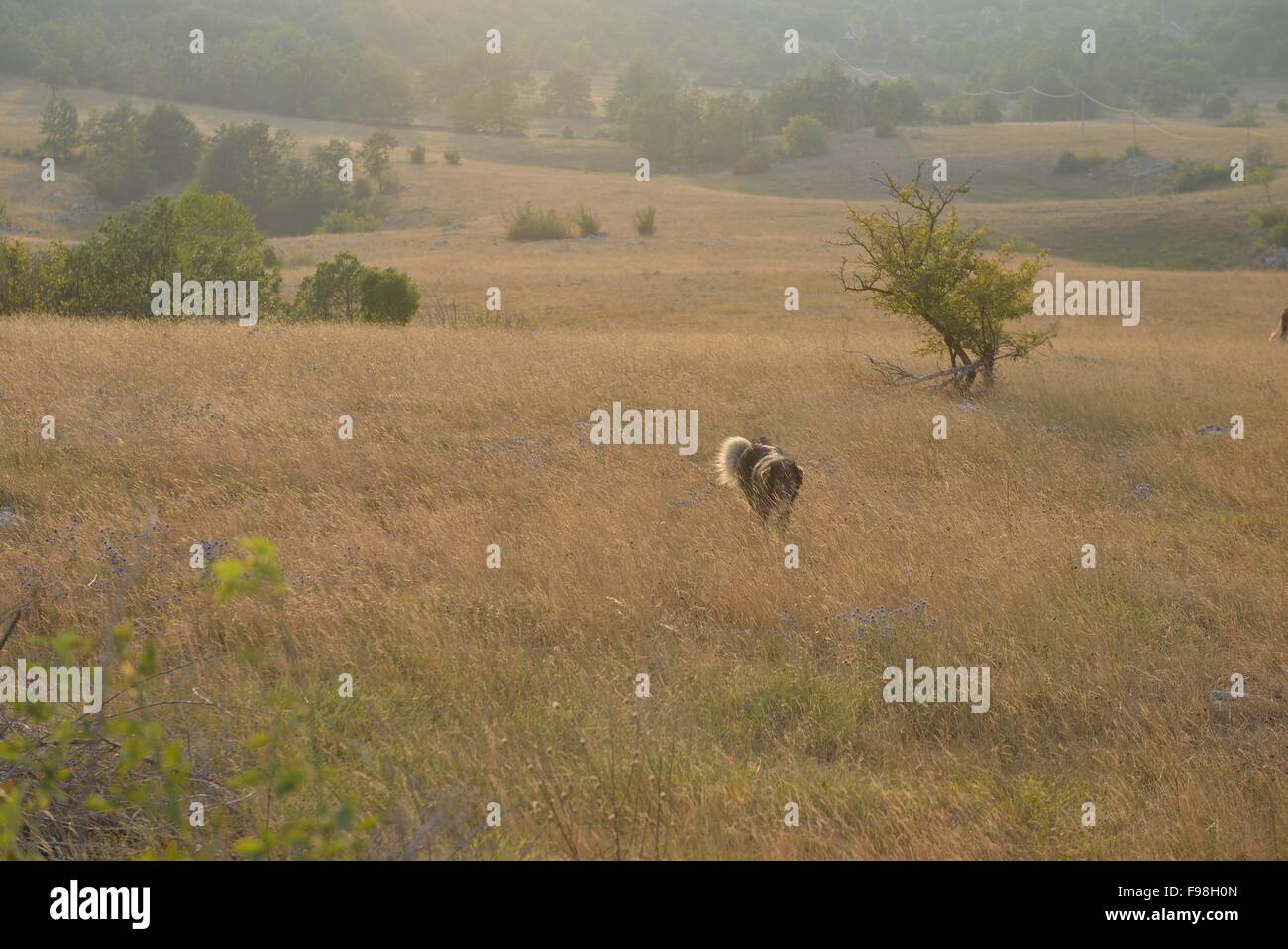 landscape with a traditional hay field full of wild flowers and grasses ...