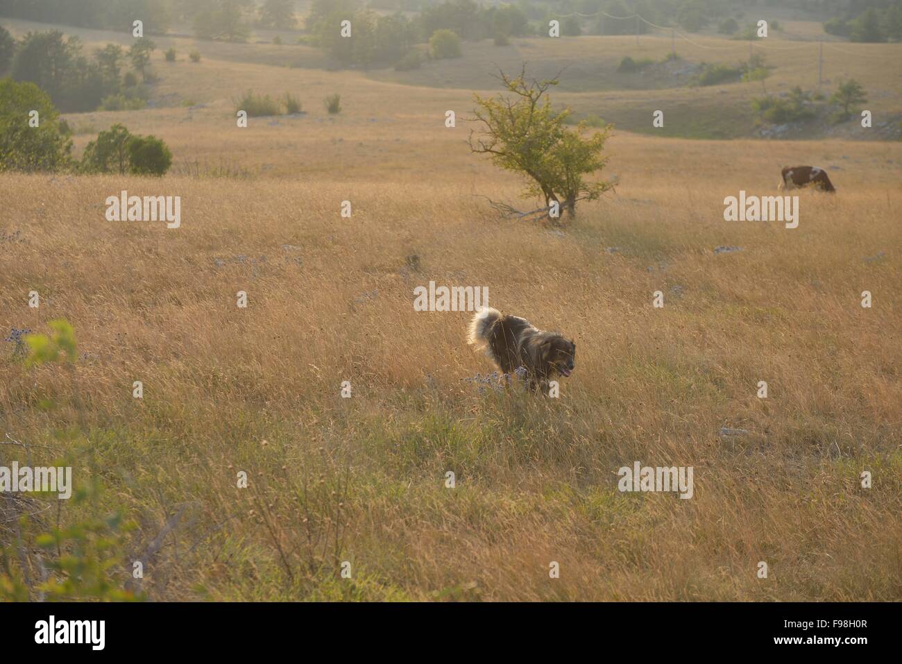 landscape with a traditional hay field full of wild flowers and grasses ...