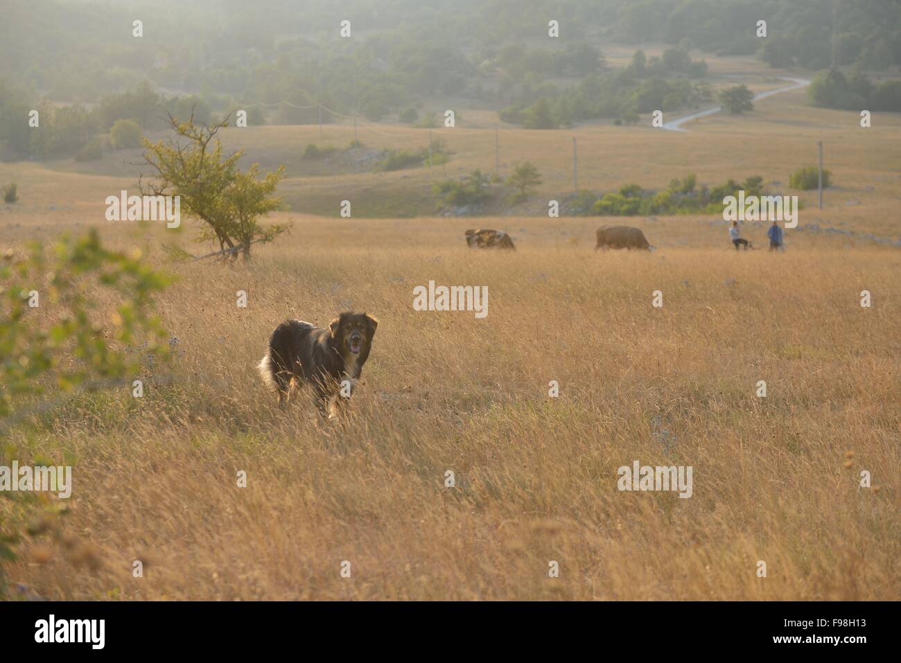 landscape with a traditional hay field full of wild flowers and grasses ...