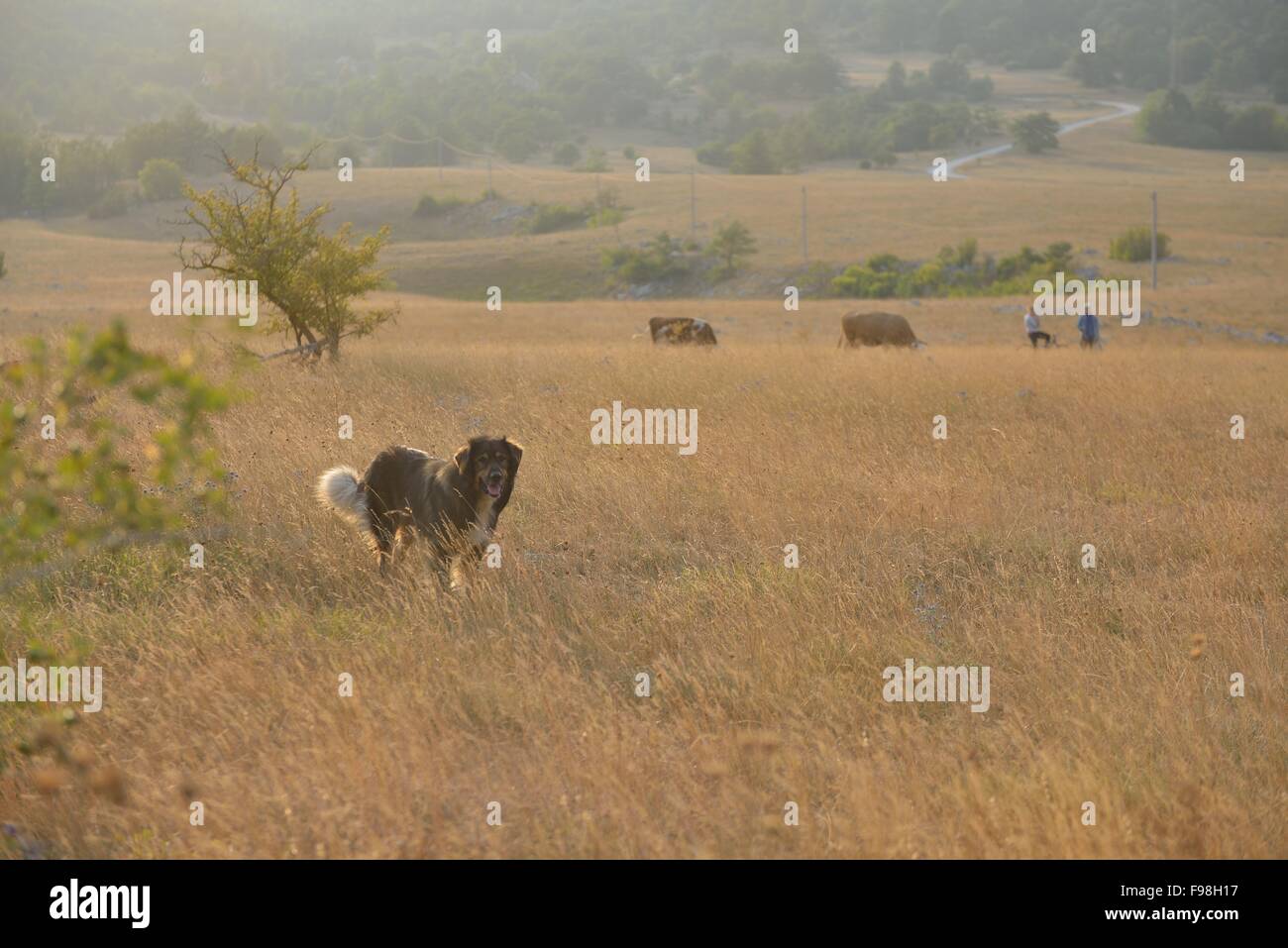 landscape with a traditional hay field full of wild flowers and grasses ...