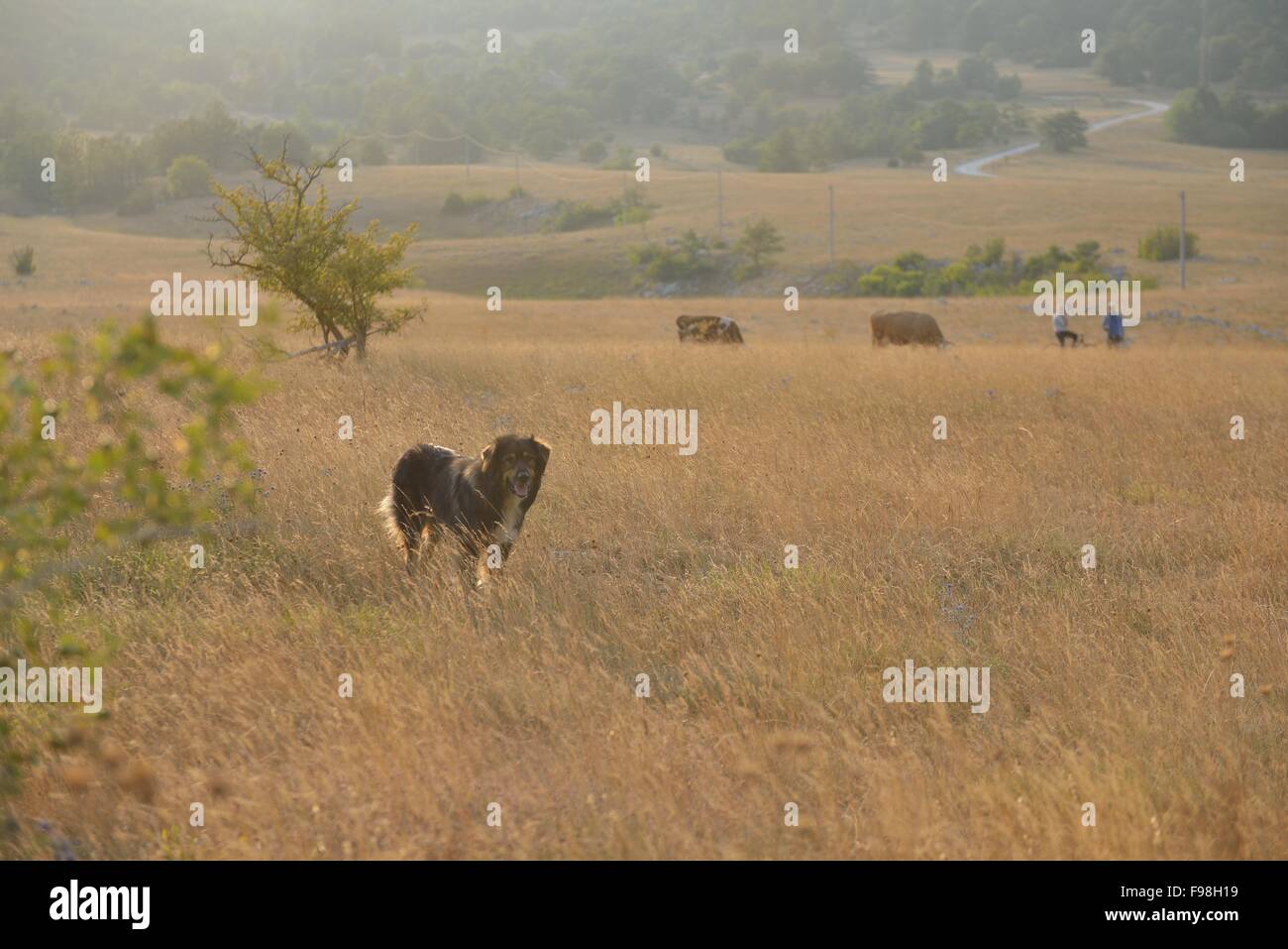 landscape with a traditional hay field full of wild flowers and grasses ...