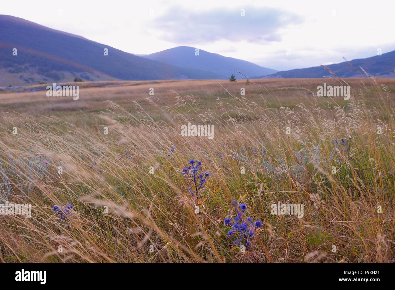 landscape with a traditional hay field full of wild flowers and grasses ...