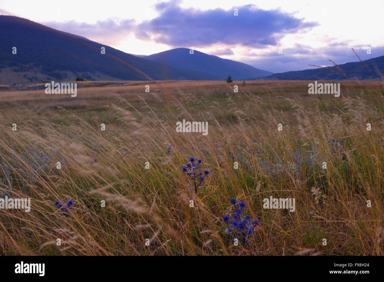 landscape with a traditional hay field full of wild flowers and grasses ...
