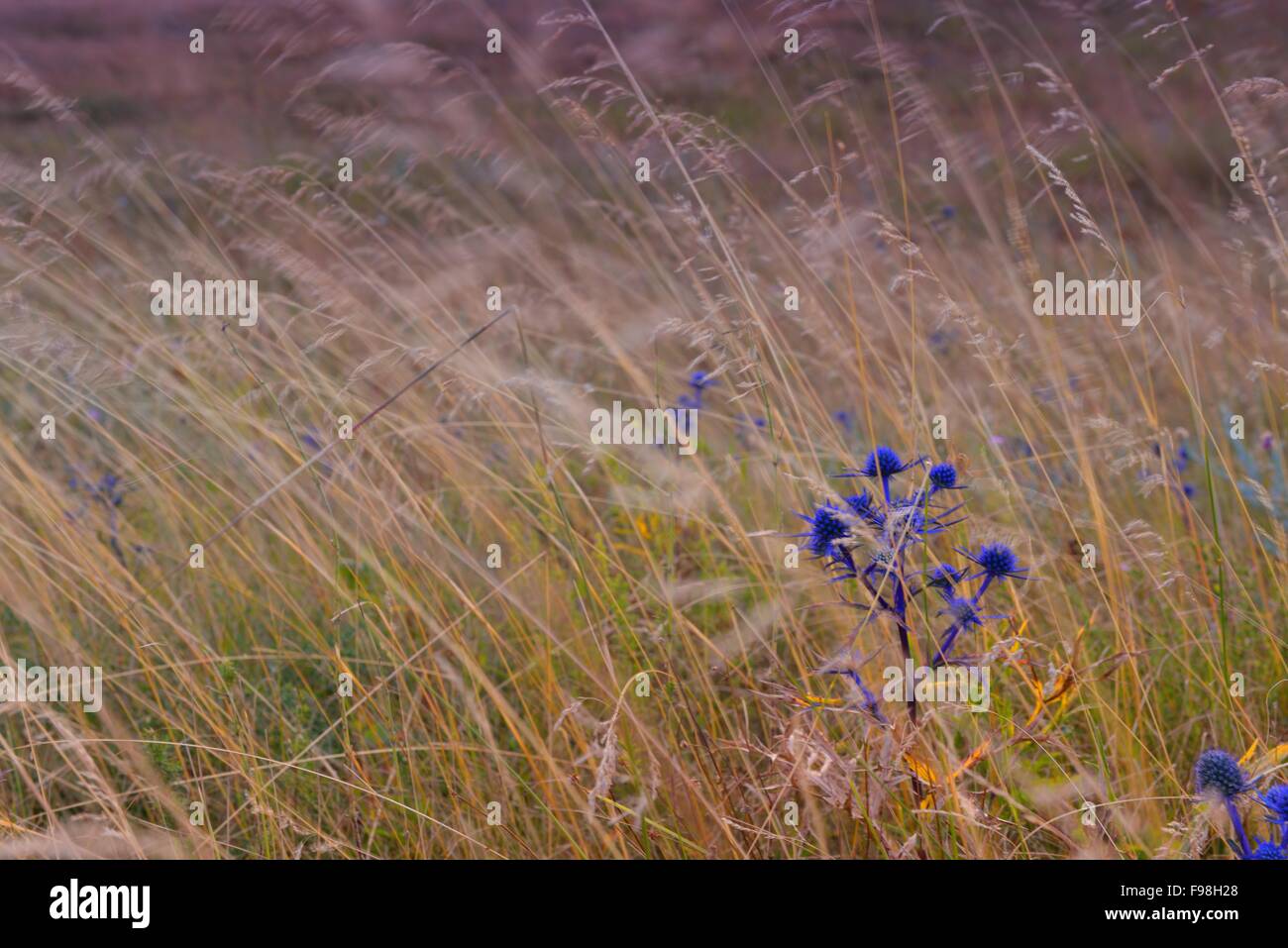 landscape with a traditional hay field full of wild flowers and grasses ...