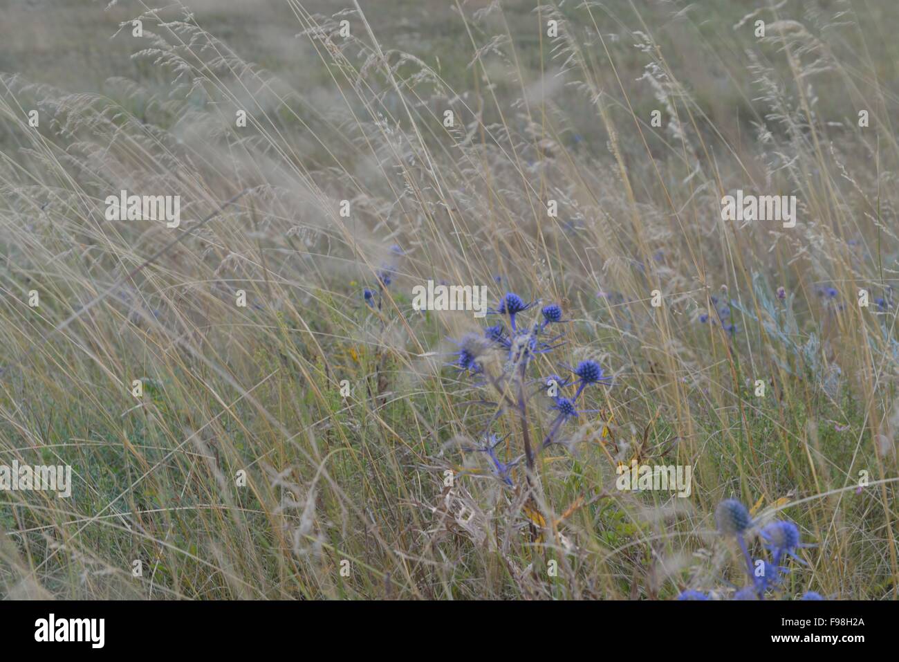 landscape with a traditional hay field full of wild flowers and grasses ...