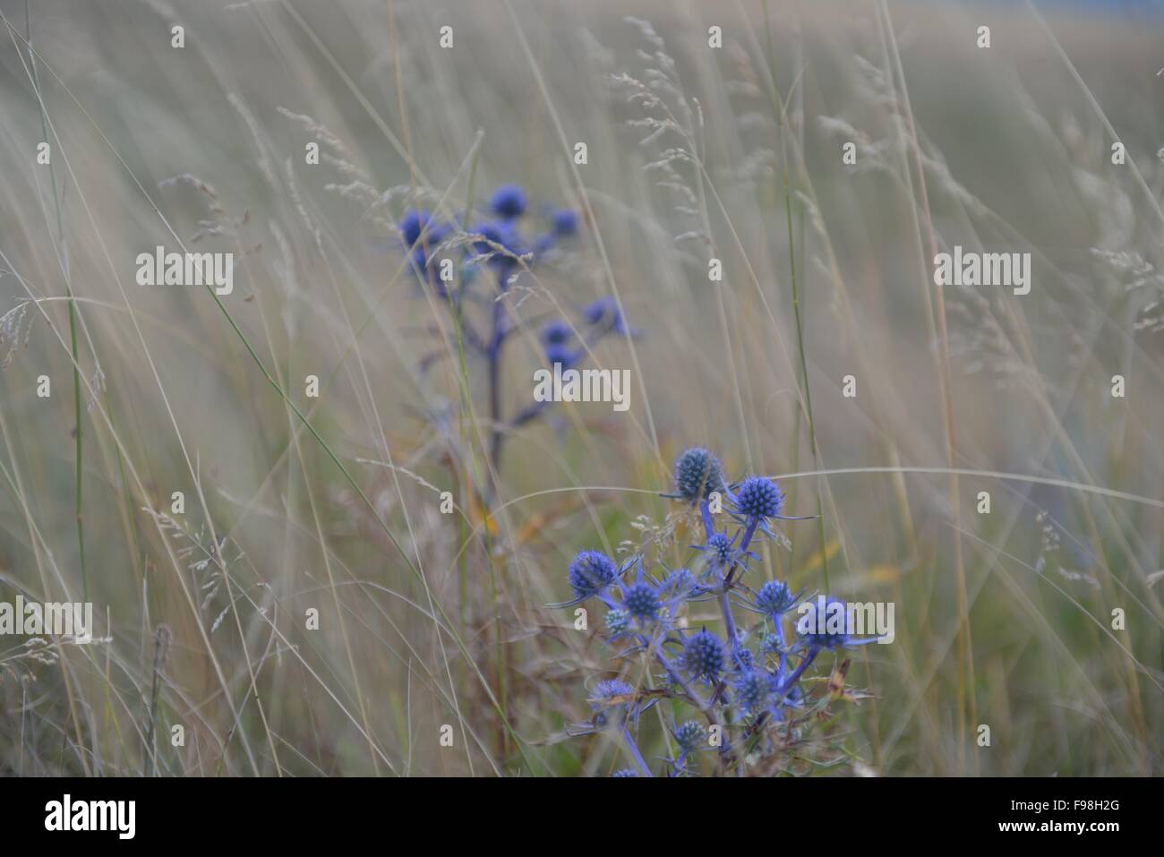 landscape with a traditional hay field full of wild flowers and grasses ...