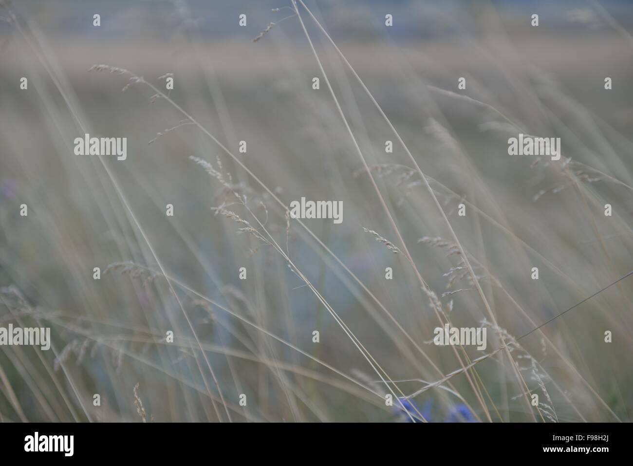 landscape with a traditional hay field full of wild flowers and grasses ...