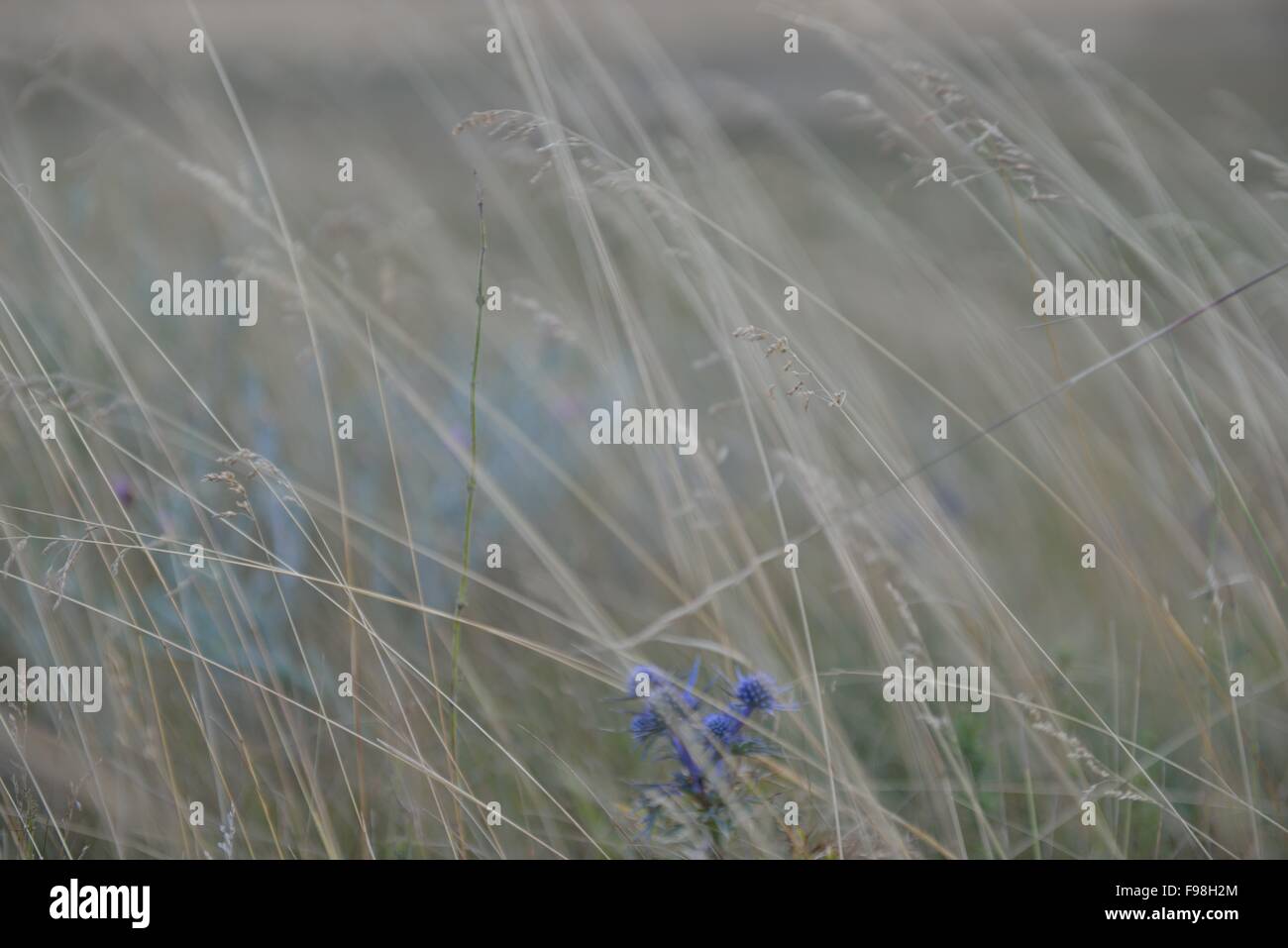 landscape with a traditional hay field full of wild flowers and grasses ...
