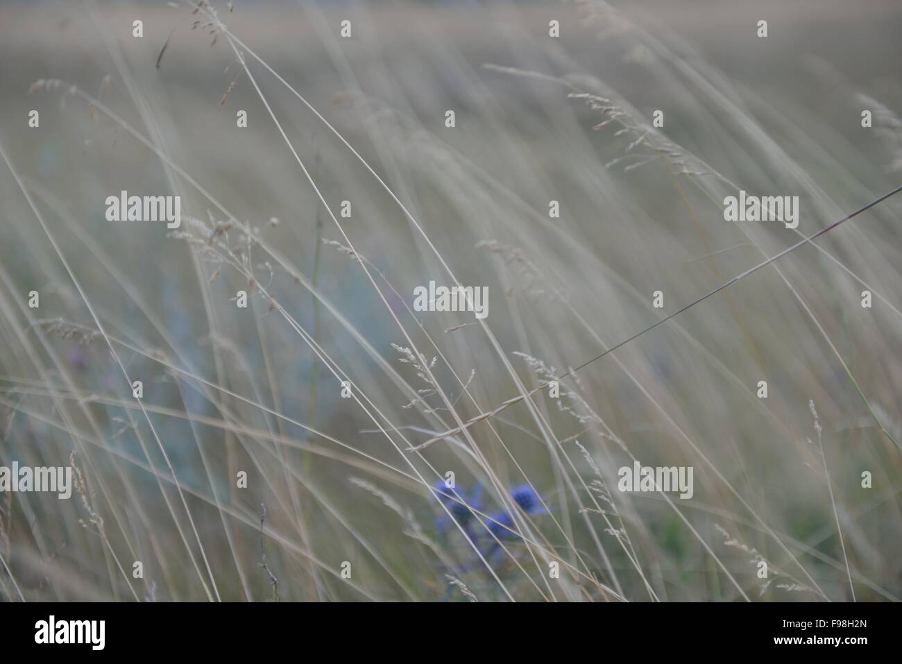 landscape with a traditional hay field full of wild flowers and grasses ...