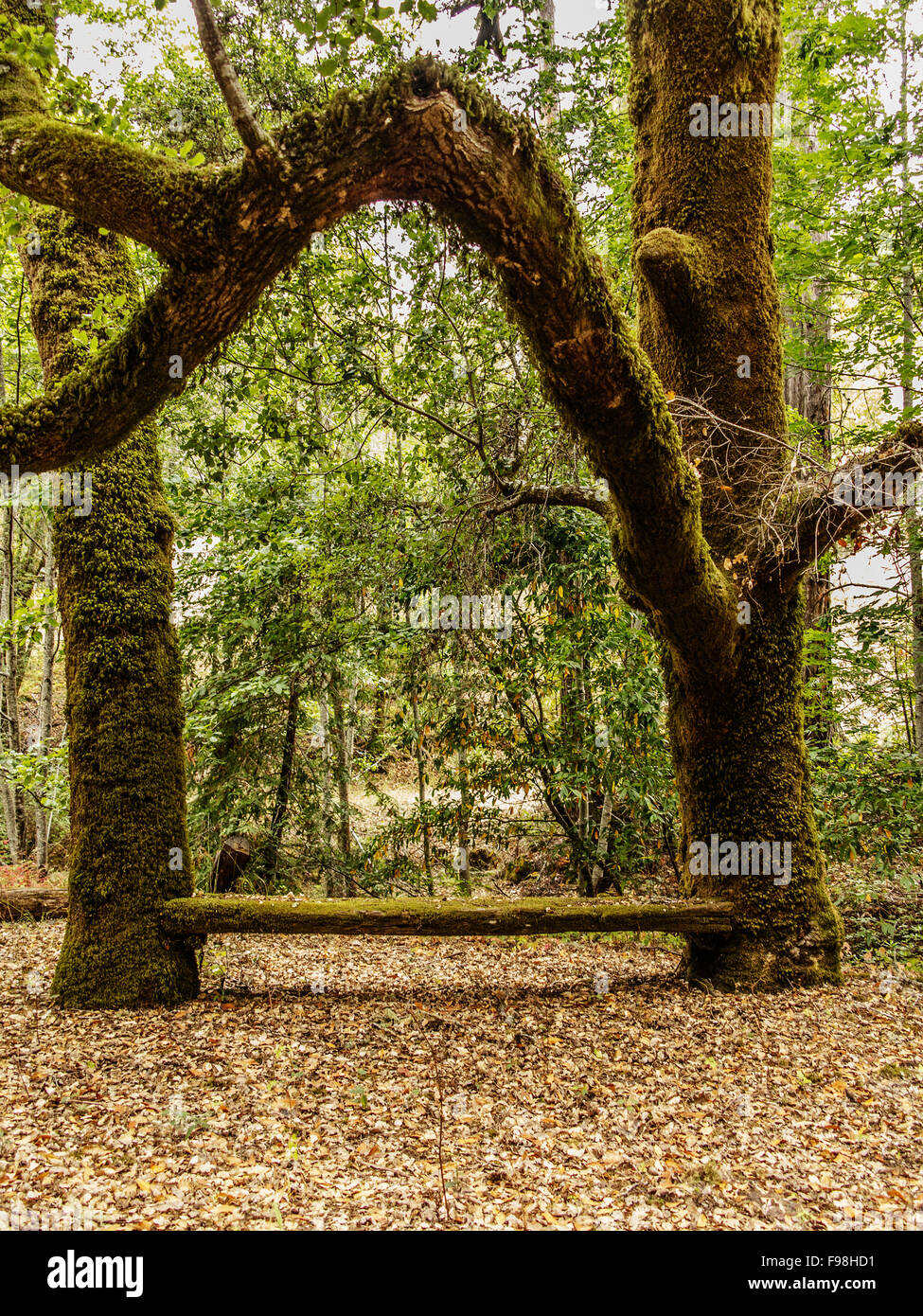 Two trees hi-res stock photography and images - Alamy