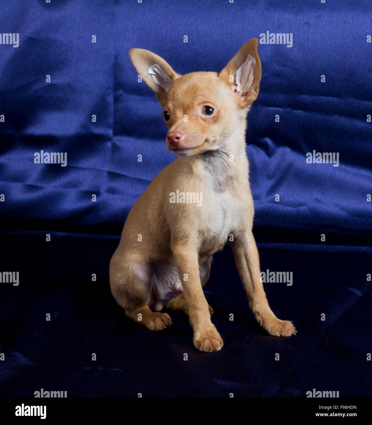 Russian toy terrier Stock Photo - Alamy
