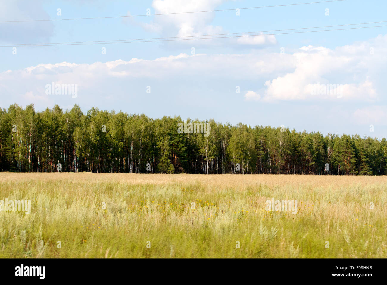 grass valley in forest during summer Stock Photo - Alamy