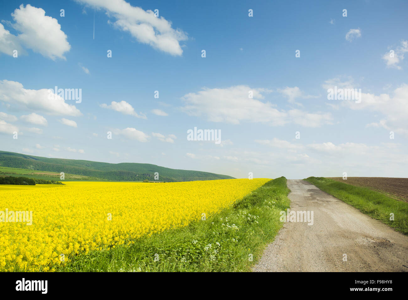 Countryside road and yellow colza field under blue cloudy sky Stock ...