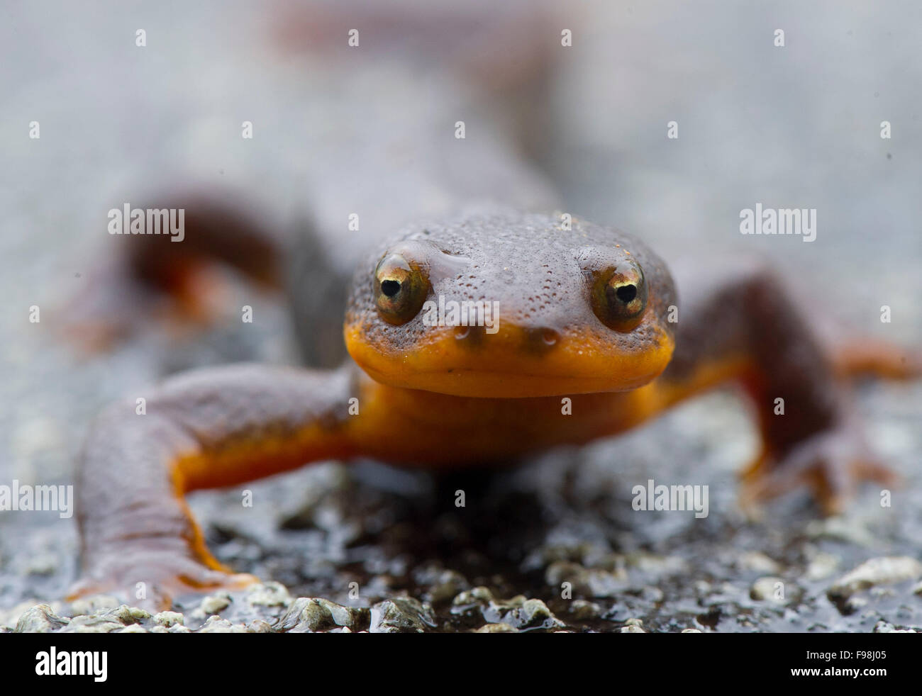 Elkton, Oregon, USA. 14th Dec, 2015. On a rainy Oregon afternoon, a ...