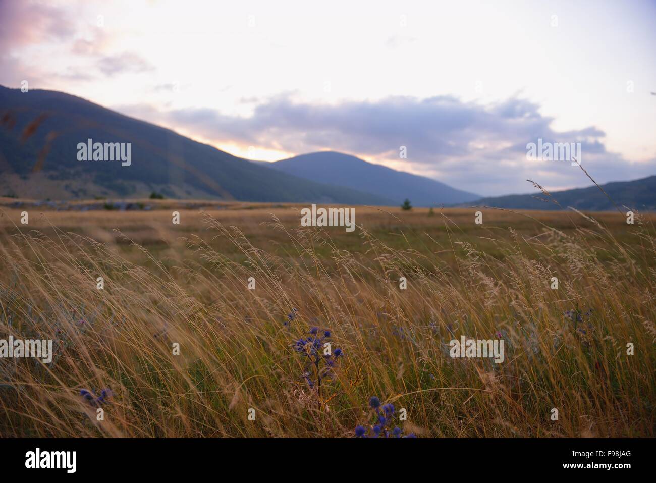 landscape with a traditional hay field full of wild flowers and grasses ...