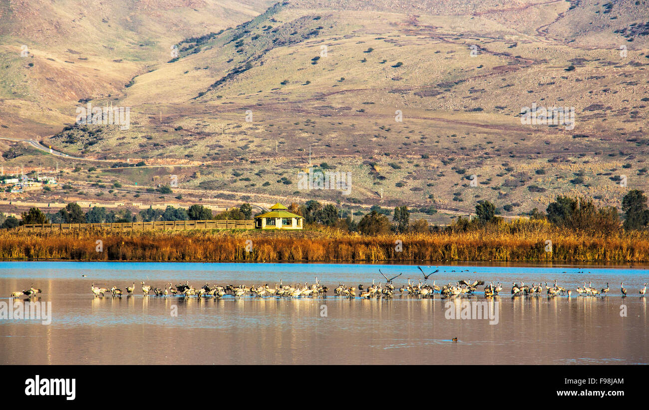 Agamon hula hi-res stock photography and images - Alamy