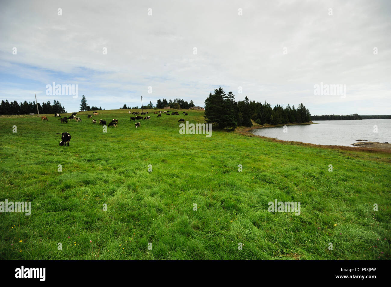 Daily life on an Organic Dairy Farm Stock Photo - Alamy