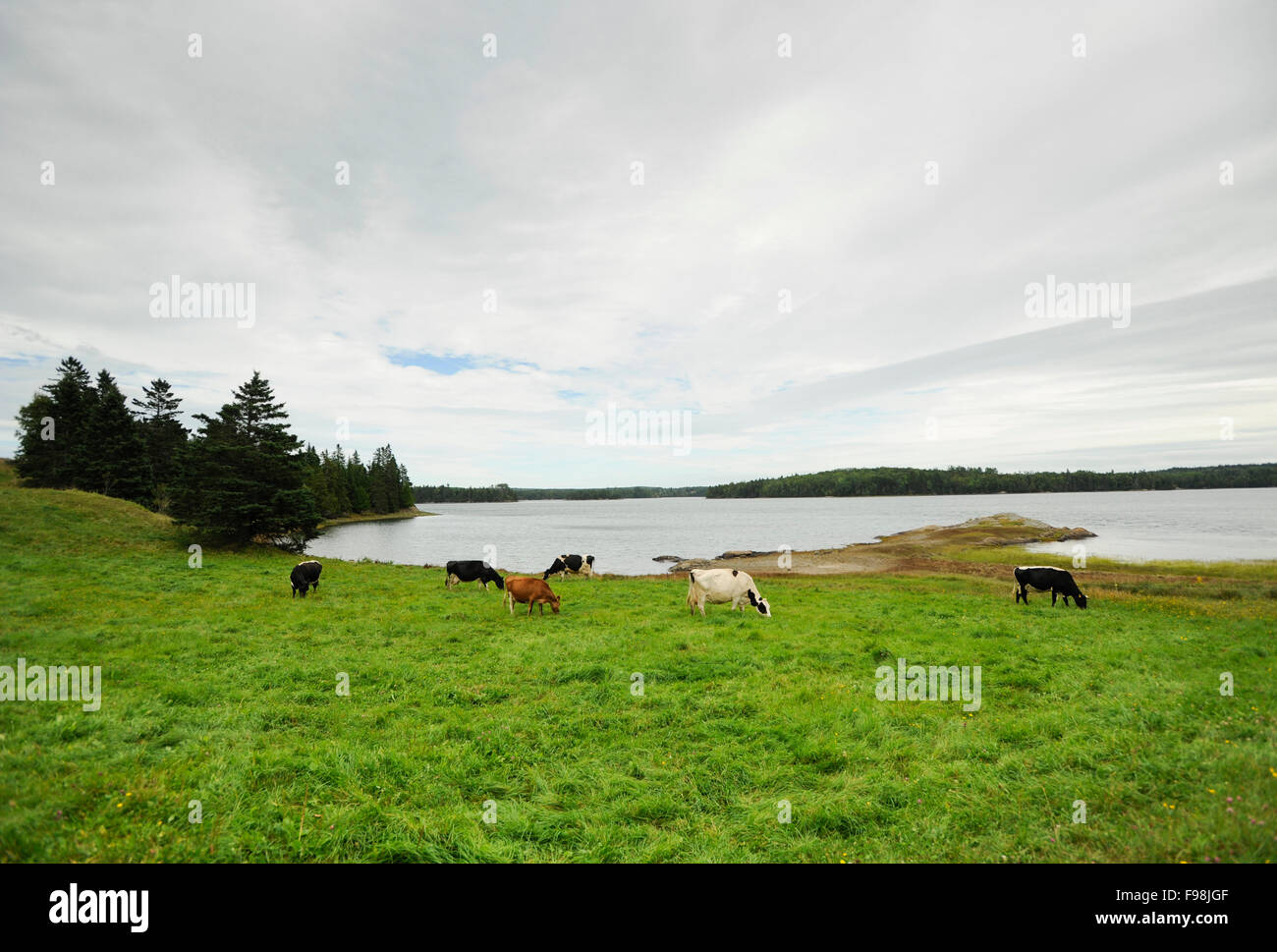 Daily life on an Organic Dairy Farm Stock Photo - Alamy