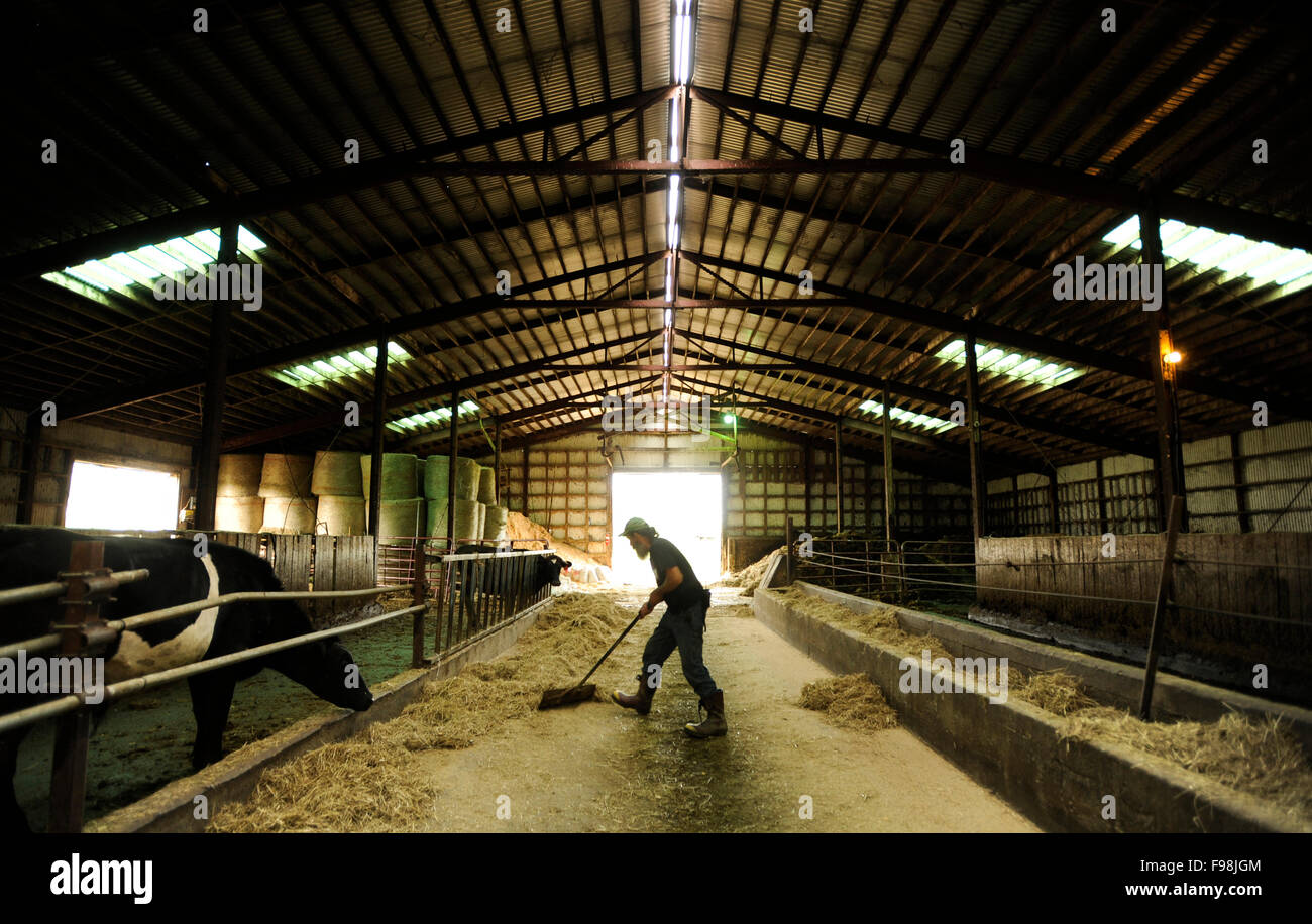 Daily life on an Organic Dairy Farm Stock Photo - Alamy